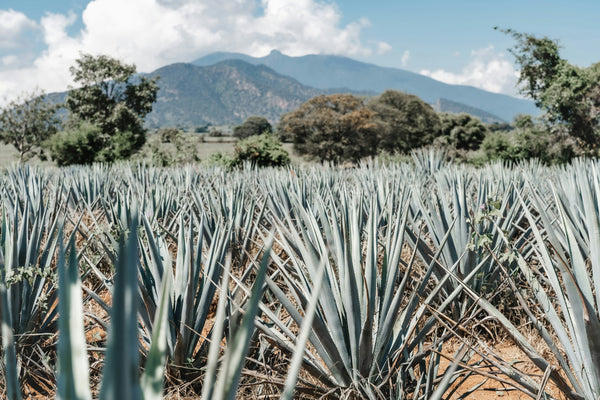 What Is Additive-Free Tequila? A Guide to Clean Spirits – Wooden Cork